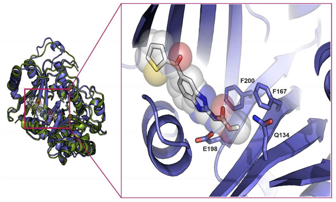 Publications from the Fraser Lab
